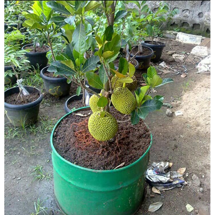 Jual TANAMAN Cempedak Durian | Shopee Indonesia