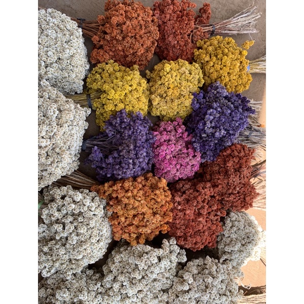 Jual BUNGA KERING EDELWEIS TENGGER MANDIRI WARNA DAN NATURAL / bunga ...
