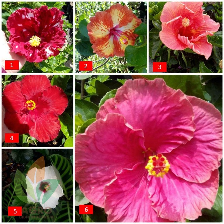 Jual Tanaman Bibit Bunga Sepatu Jenis Bangkok (Hibiscus) | Shopee Indonesia