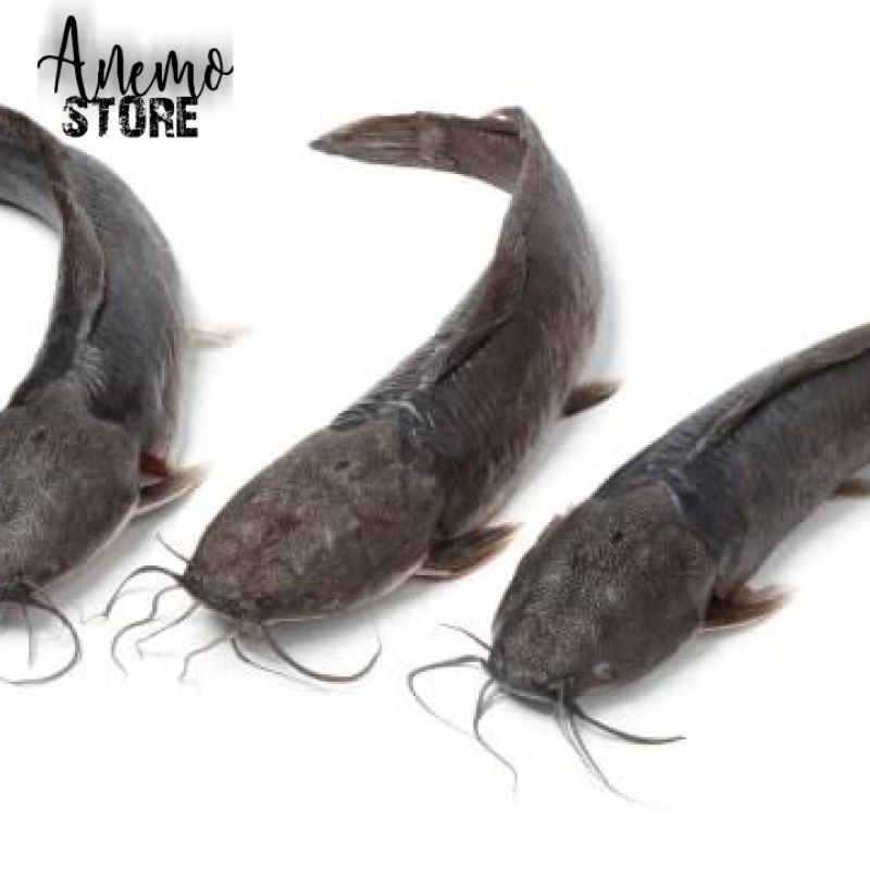 Jual Bibit ikan lele 9-12 cm / Bibit Lele/Benih Ikan Lele / Benih Lele ...