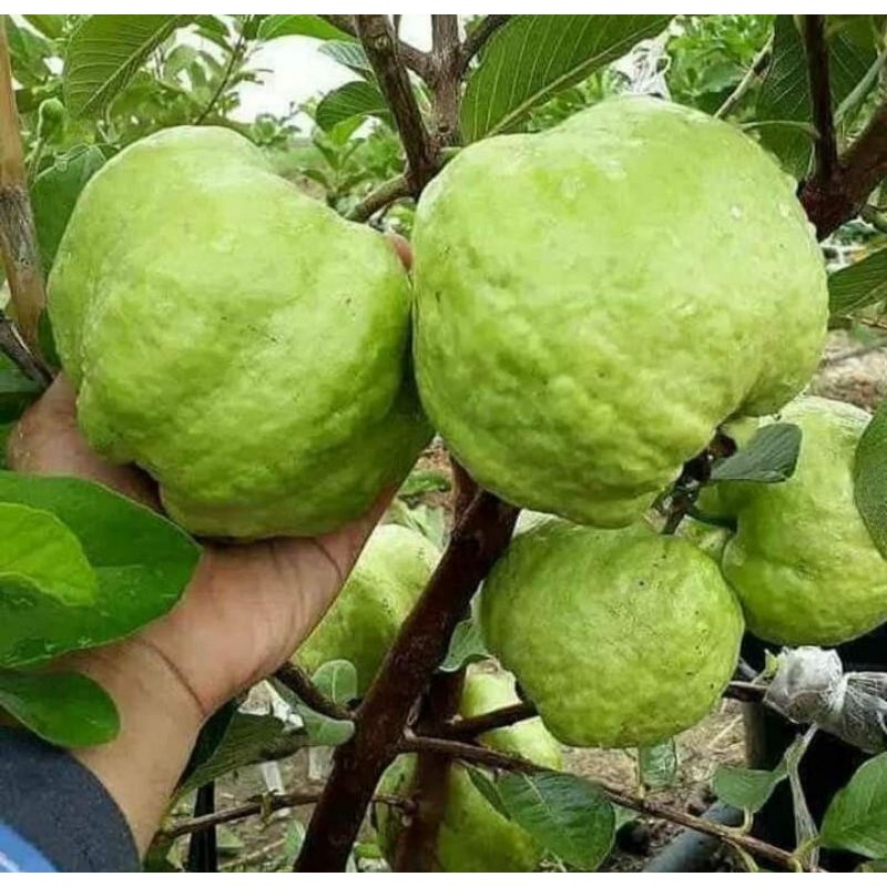 Jual JAMBU CRYSTAL NON BIJI OKULASI | Shopee Indonesia