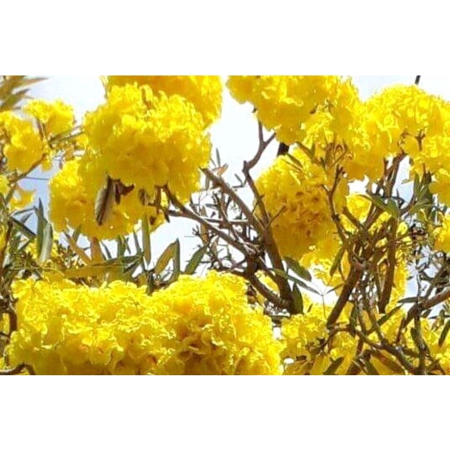 Jual 6 Benih Bibit Biji Pohon Bunga Tabebuya Kuning Tabebuia aurea ...