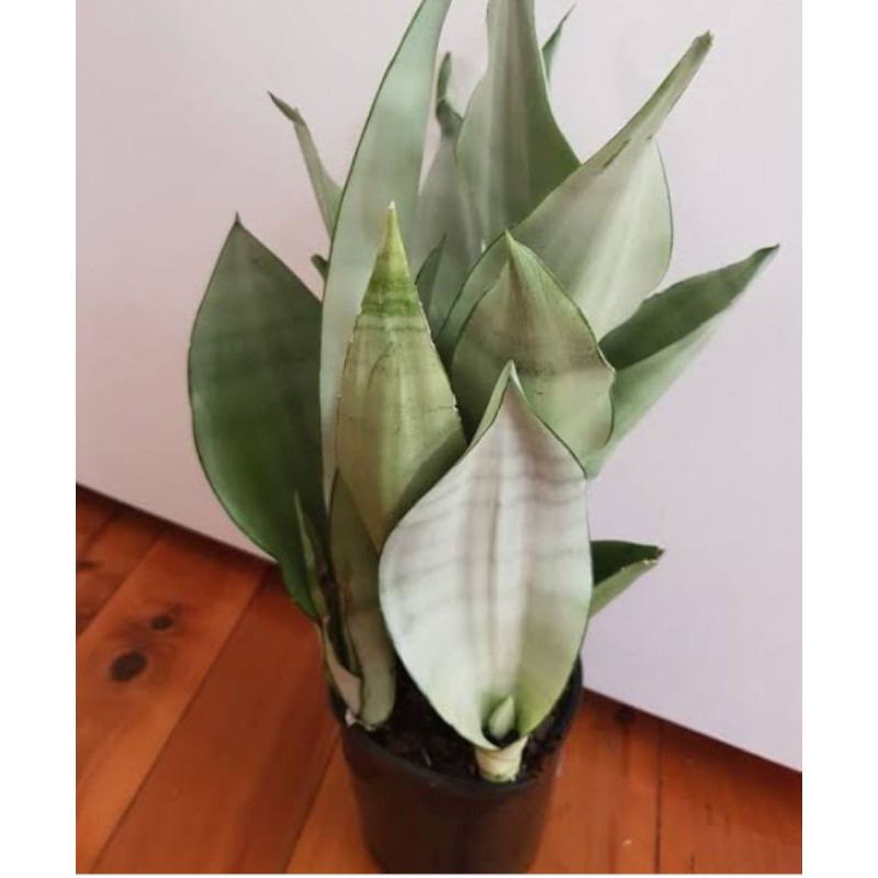 Jual sansevieria Sansivera moonshine silver blue pembersih penyaring ...