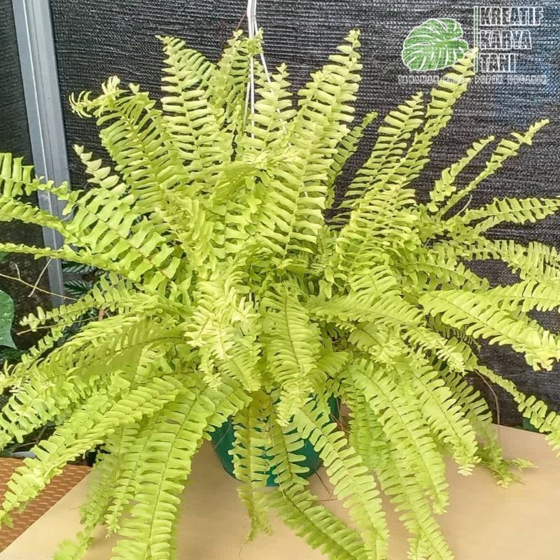 Jual Tanaman hias pakis boston - Tanaman pembersih udara pakis kuning ...