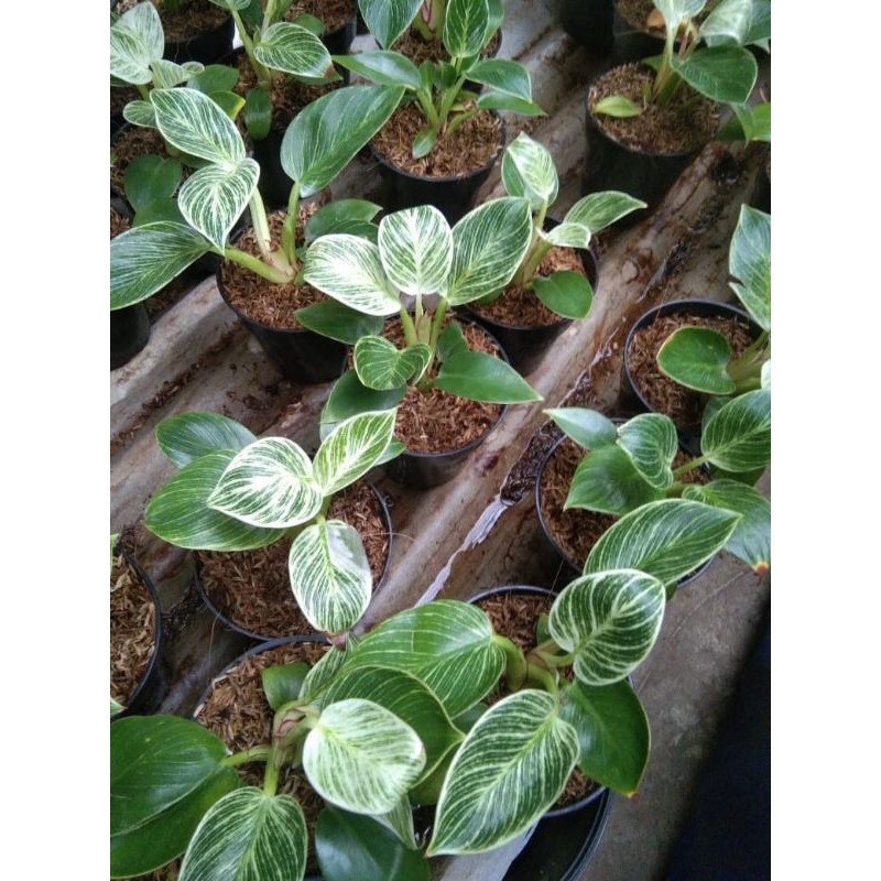 Jual Philodendron birkin Philo birkin | Shopee Indonesia