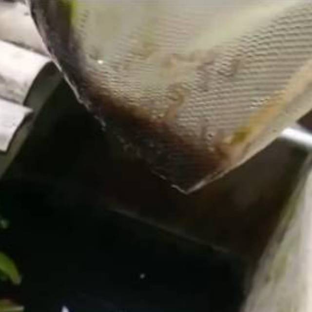 Jual Encu/jentik nyamuk pakan ikan cupang, guppy, platy dll | Shopee ...