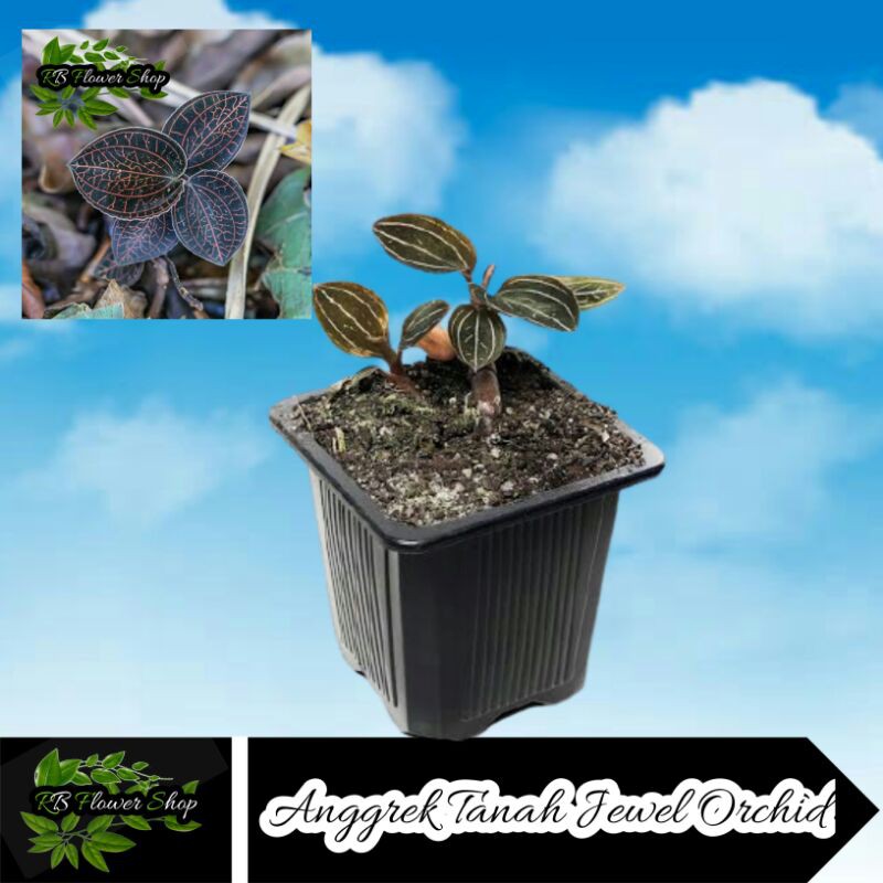 Jual TANAMAN HIAS ANGGREK TANAH / JEWEL ORCHID / ANGGREK PERMATA ...