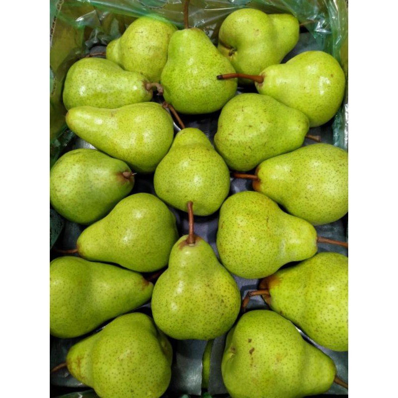 Jual pear pakham / pear jambu 1kg | Shopee Indonesia
