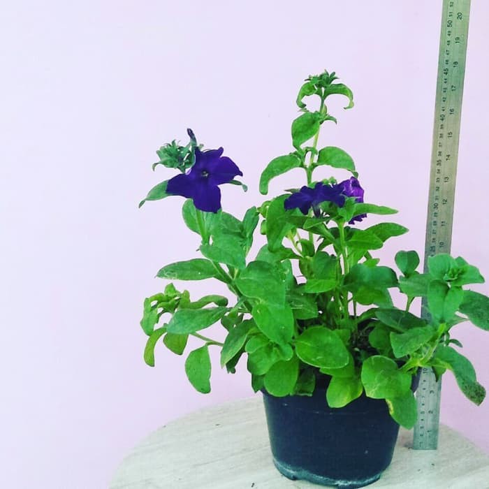 Jual Tanaman petunia bunga BIRU tua sesuai gambar ukuran besar BUKAN ...