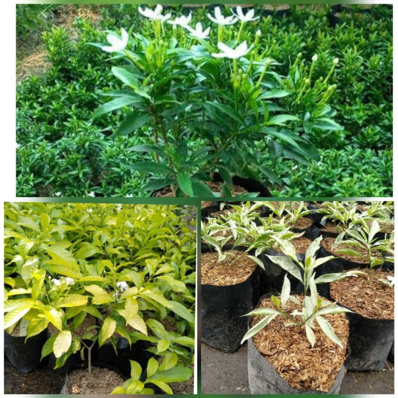 Jual bunga rembusa rombusa hijau rombusa sabrina rombusa kuning golden ...