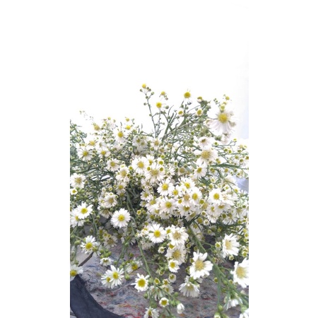 Jual BUNGA HARI RAYA - Bunga Potong Aster Pikok | Shopee Indonesia