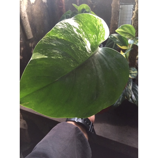 Jual Monstera Varigata Putih | Shopee Indonesia
