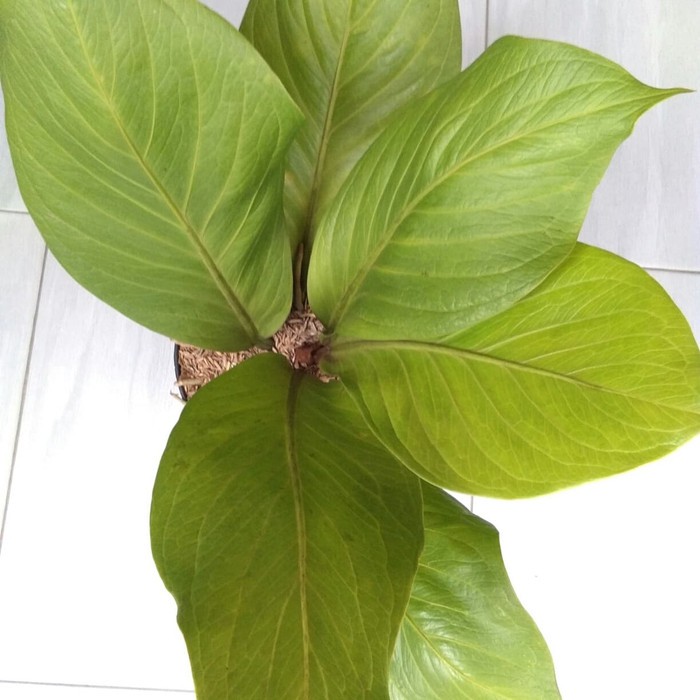 Jual tanaman hias anthurium jemani cobra/jenmani kobra/tanaman indoor ...