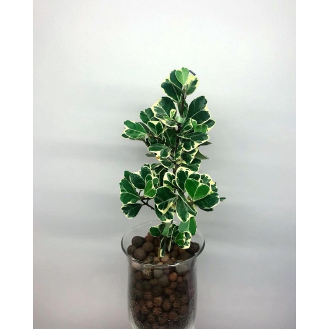 Jual Tanaman bunga ficus triangularis variegata | Shopee Indonesia