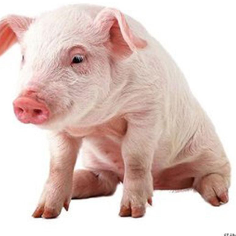 Jual Ready Stock 3 Warna Crayon Spidol untuk Tanda Tubuh Babi Sapi ...