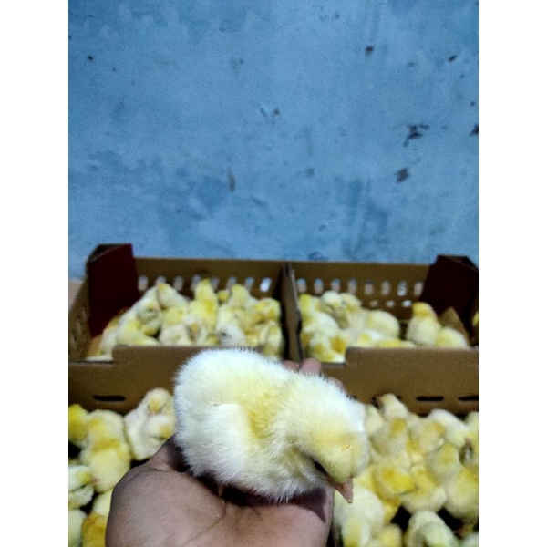 Jual DOC Pejantan/pedaging/negeri || harga perbox | Shopee Indonesia