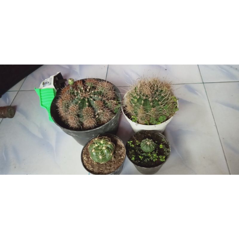 Jual 1 paket gimno dan astro | Shopee Indonesia