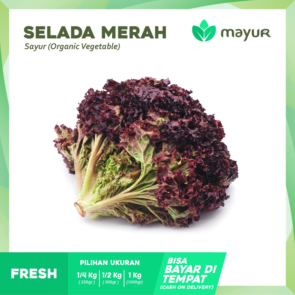 Jual Selada Merah Hidroponik Segar ( 250gr | 500gr | 1 kg ) | Shopee ...