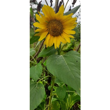 Jual Bunga matahari segar/bunga potong/harga per tangkai | Shopee Indonesia