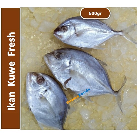 Jual Ikan Kue Fresh | Kuwe Fresh [ Berat 0,5Kg/500gr ] | Shopee Indonesia