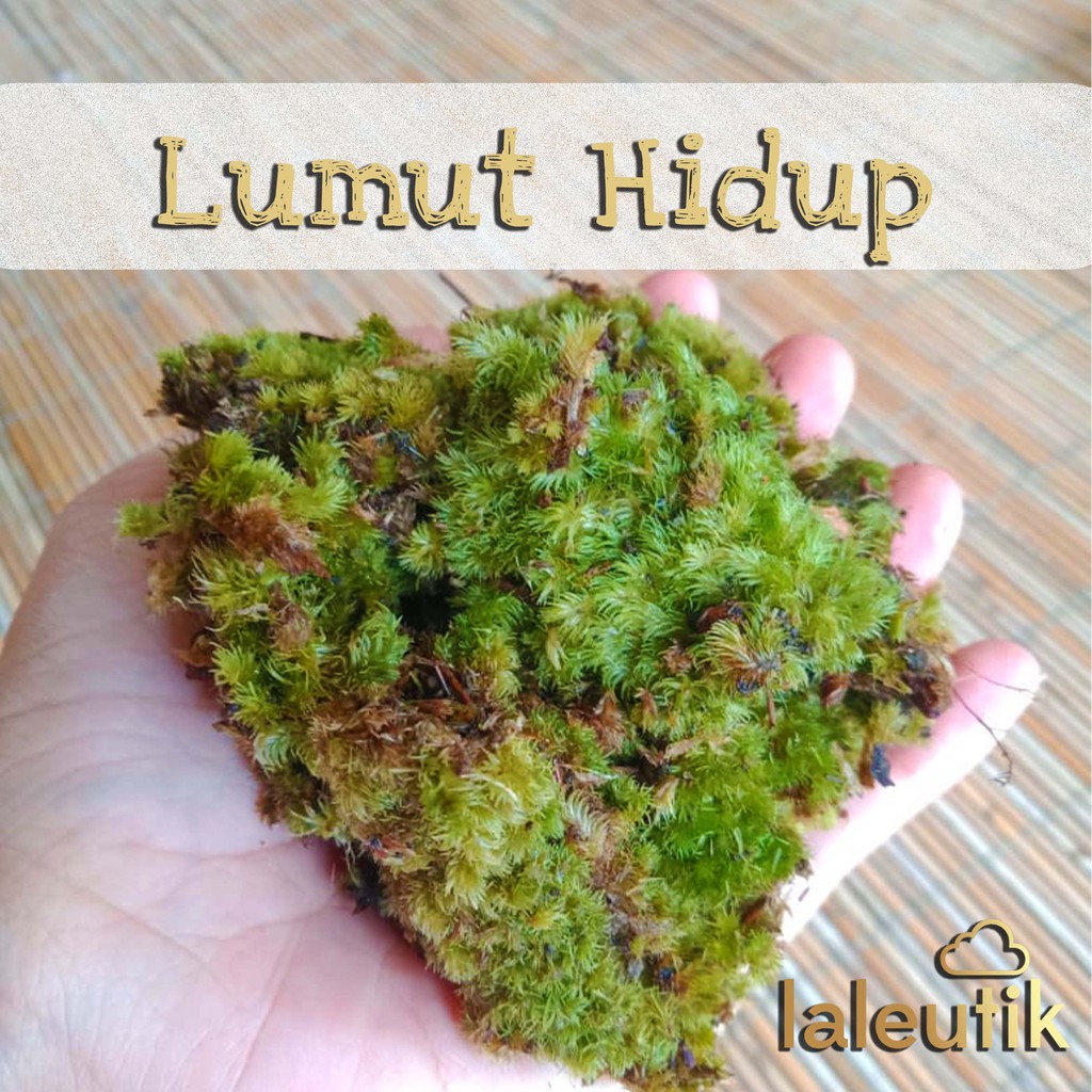 Jual Lumut Hidup | Living moss | Lumut Hutan | Moss lumut hijau ...
