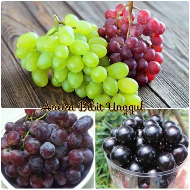 Jual PAKET 3 BIBIT ANGGUR BRAZIL-ANGGUR MERAH-ANGGUR HIJAU-BEBAS PILIH ...