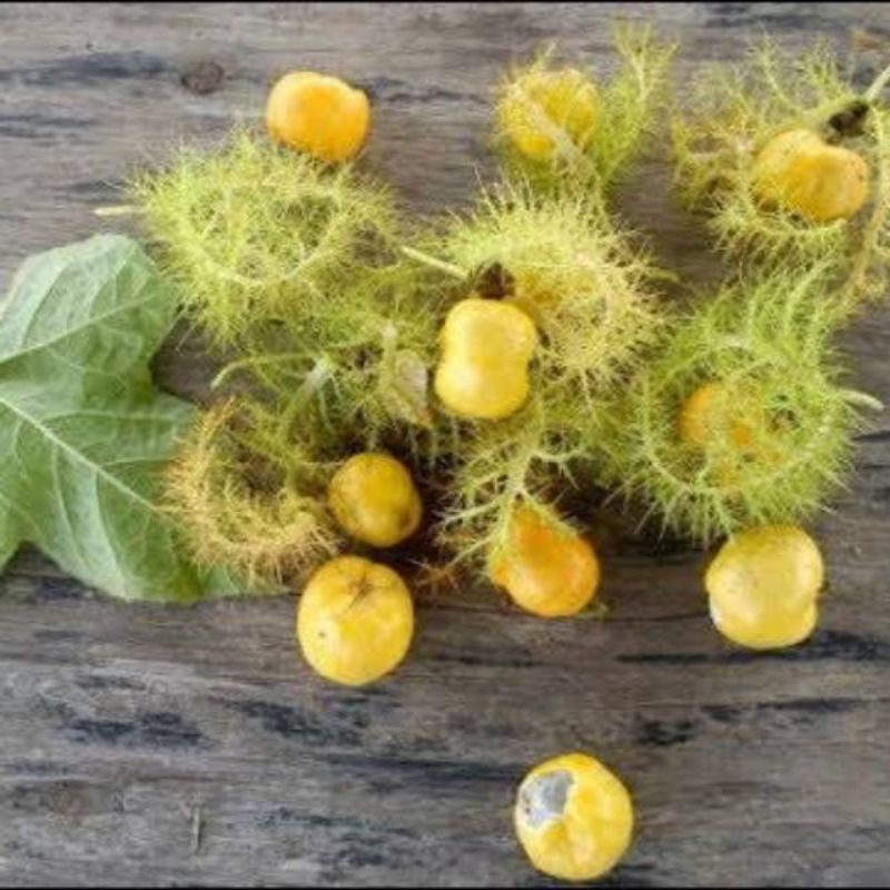 Jual Benih Bibit 5 Biji Buah Black Cherry Ceri LANGKA Big Red Black ...