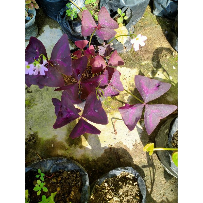Jual tanaman hias bunga oxalis triangularis kupu-kupu ungu | Shopee ...