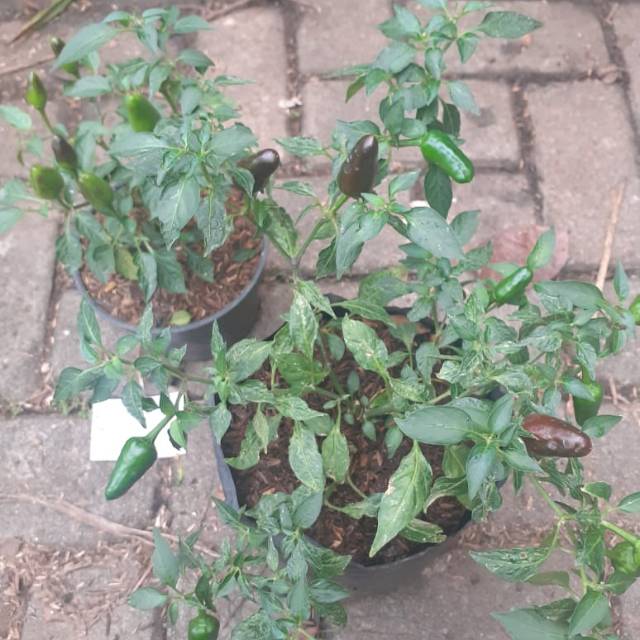 Jual Tanaman Cabe Gendut berbuah dalam pot - tanaman cabai rawit pedas ...