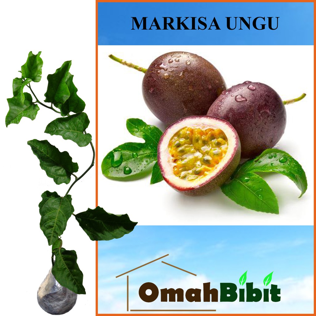 Jual Tanaman Markisa Ungu (Tinggi 30-40 cm) | Shopee Indonesia