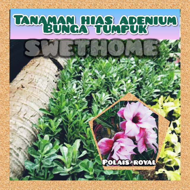 Jual (POLAIS ROYAL ) berjenis bunga tumpuk adenium kamboja jepang ...