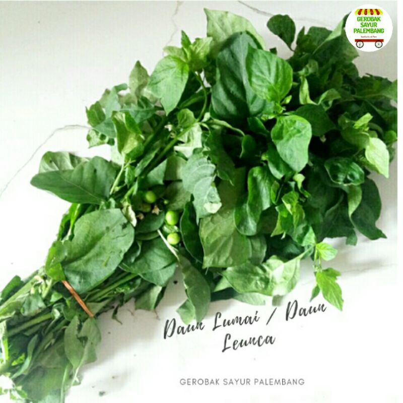 Jual Daun Lumai Daun Leunca per ikat - Gerobak Sayur Palembang | Shopee ...
