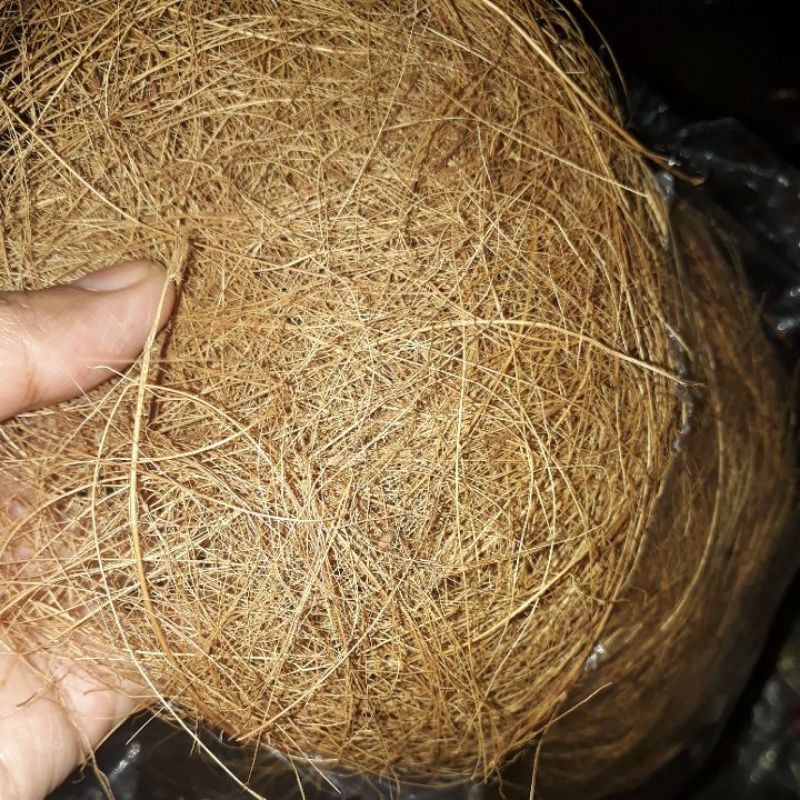 Jual Sabut Kelapa / Coco Fiber | Shopee Indonesia