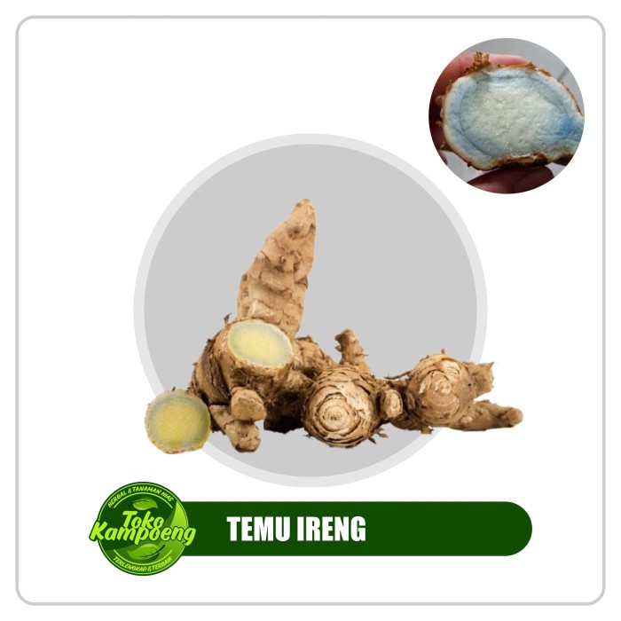 Jual Temu hitam 1kg Curcuma Aeruginosa bukan kunyit hitam thailand ...