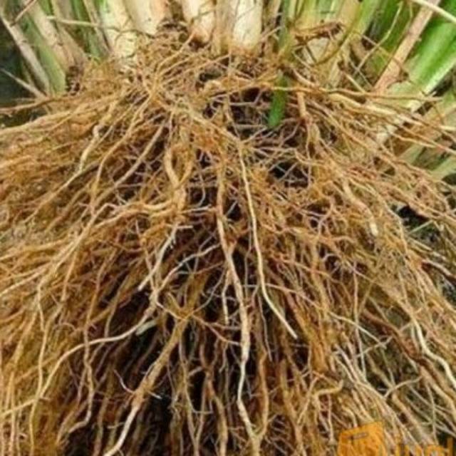 Jual Paket 1000 rumput vetiver penahan erosi tanah - Rumput akar wangi ...