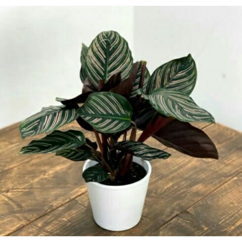 Jual tanaman calathea berbagai macam bisa pilih jenis terlengkap ...