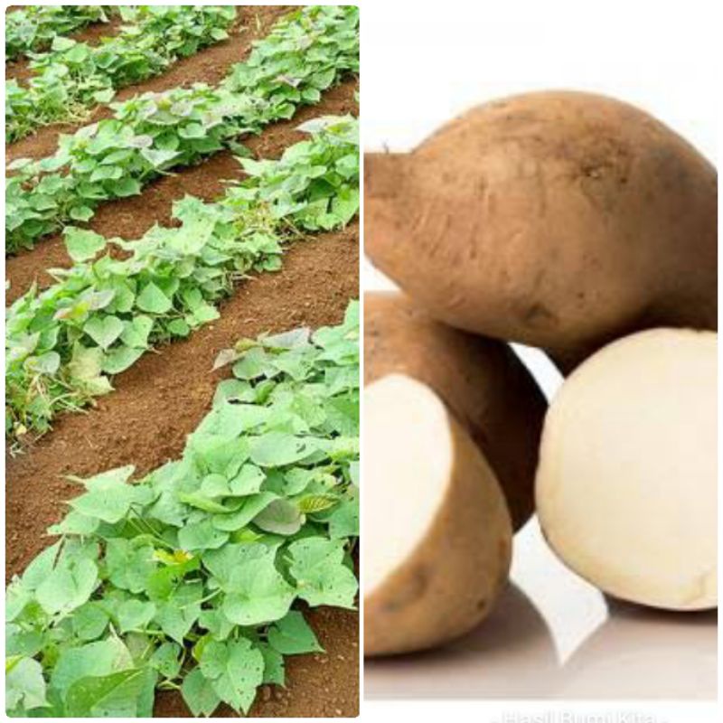 Jual Bibit Ubi Jalar Putih Tanaman Herbal Ubi Jalar Jepang 35 CM ...