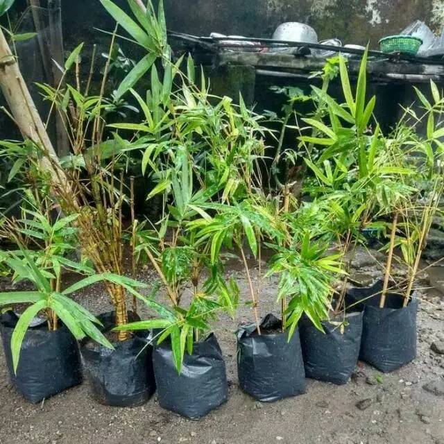 Jual [ATK] Bibit bambu kuning sudah ada akar per 5pcs siap tanam ...