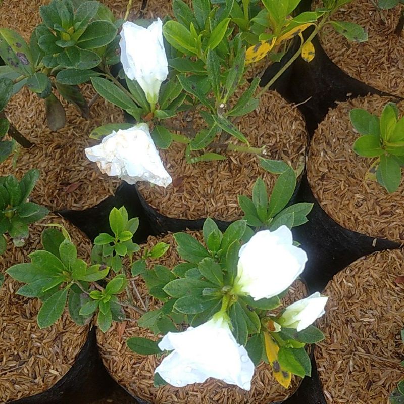 Jual Bunga Azalea putih minim order 4 pohon | Shopee Indonesia