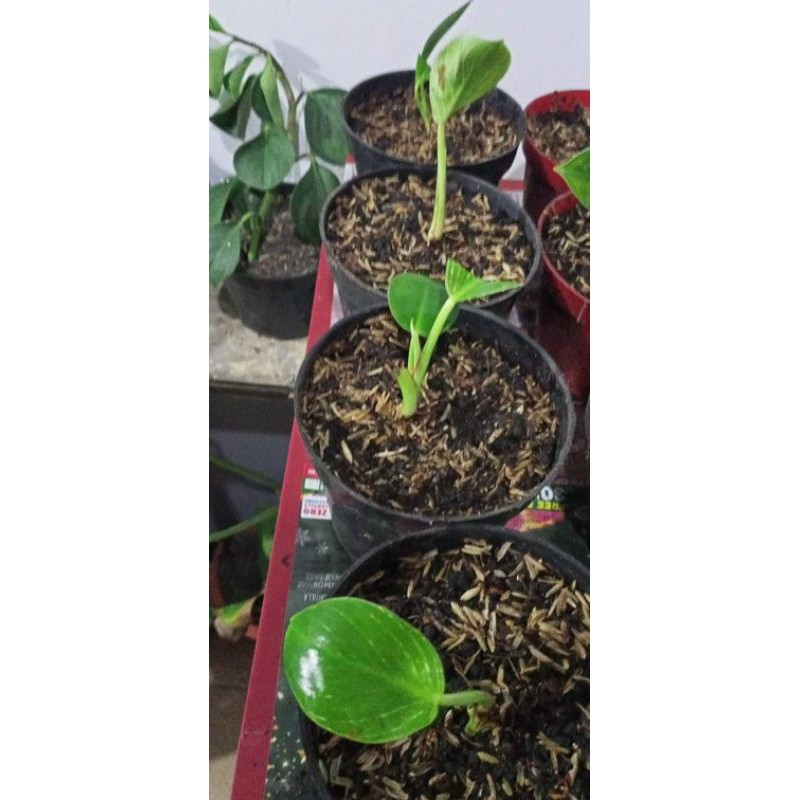 Jual philo birkin | Shopee Indonesia