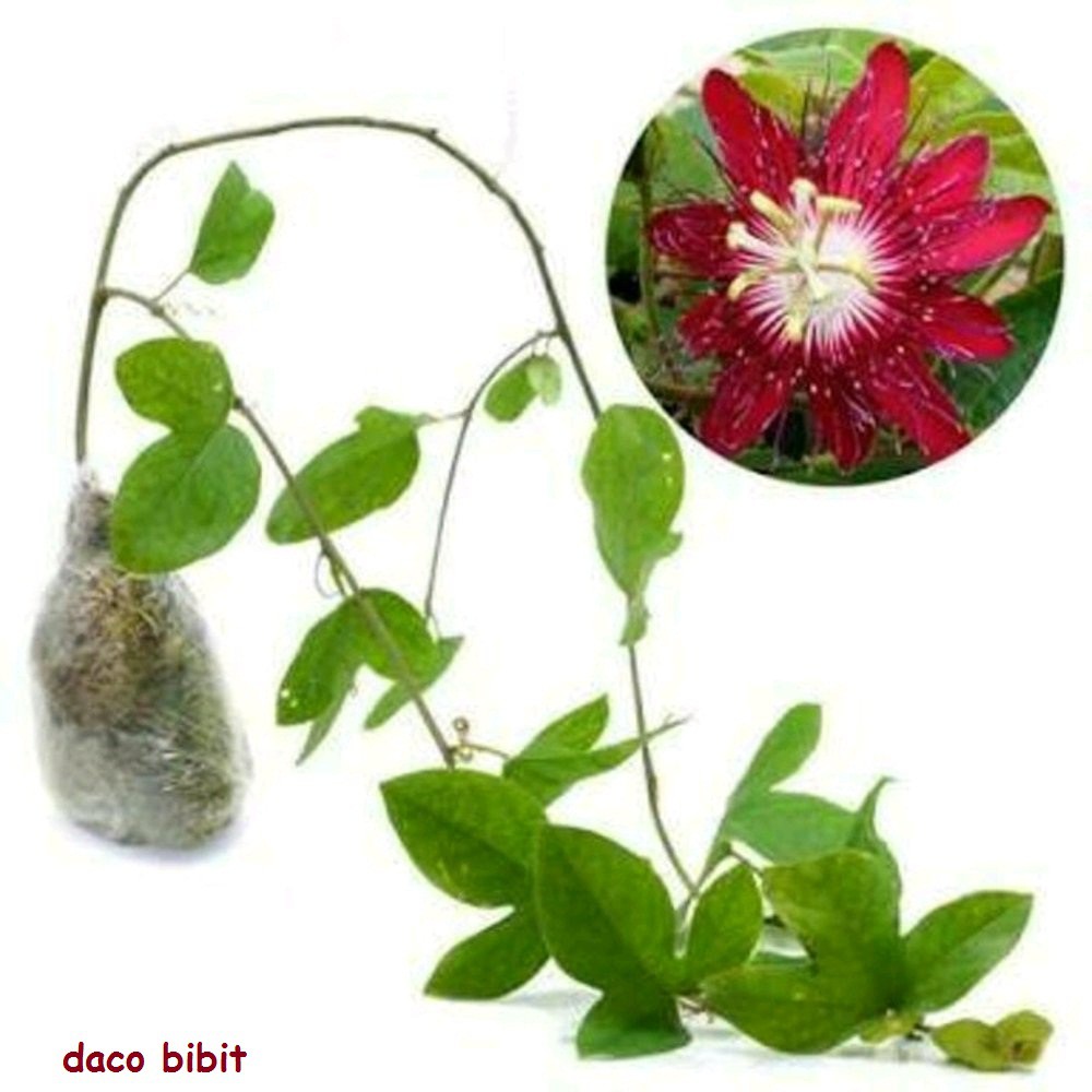 Jual TANAMAN MERAMBAT BUNGA PASSIFLORA PALMANA | Shopee Indonesia