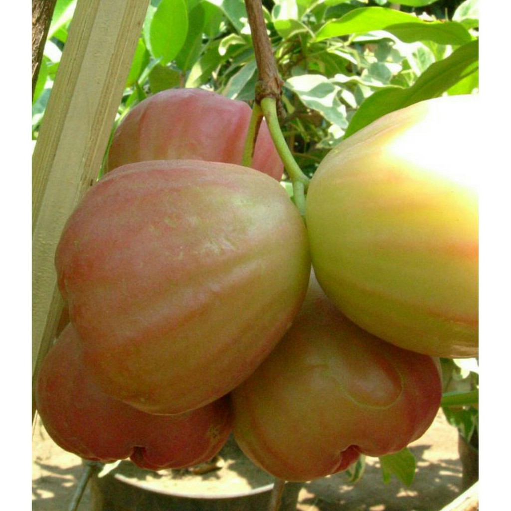 Jual bibit jambu air King rose | Shopee Indonesia