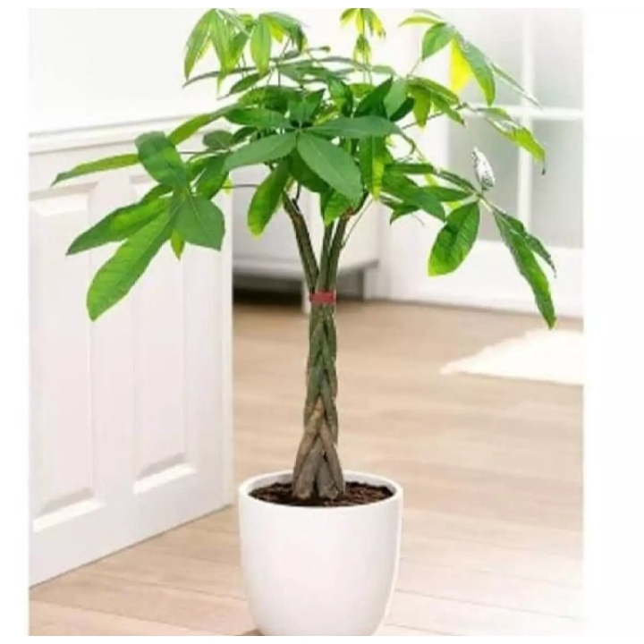 Jual tanaman hias indoor pachira kepang 5 - moneytree - tanaman hias ...