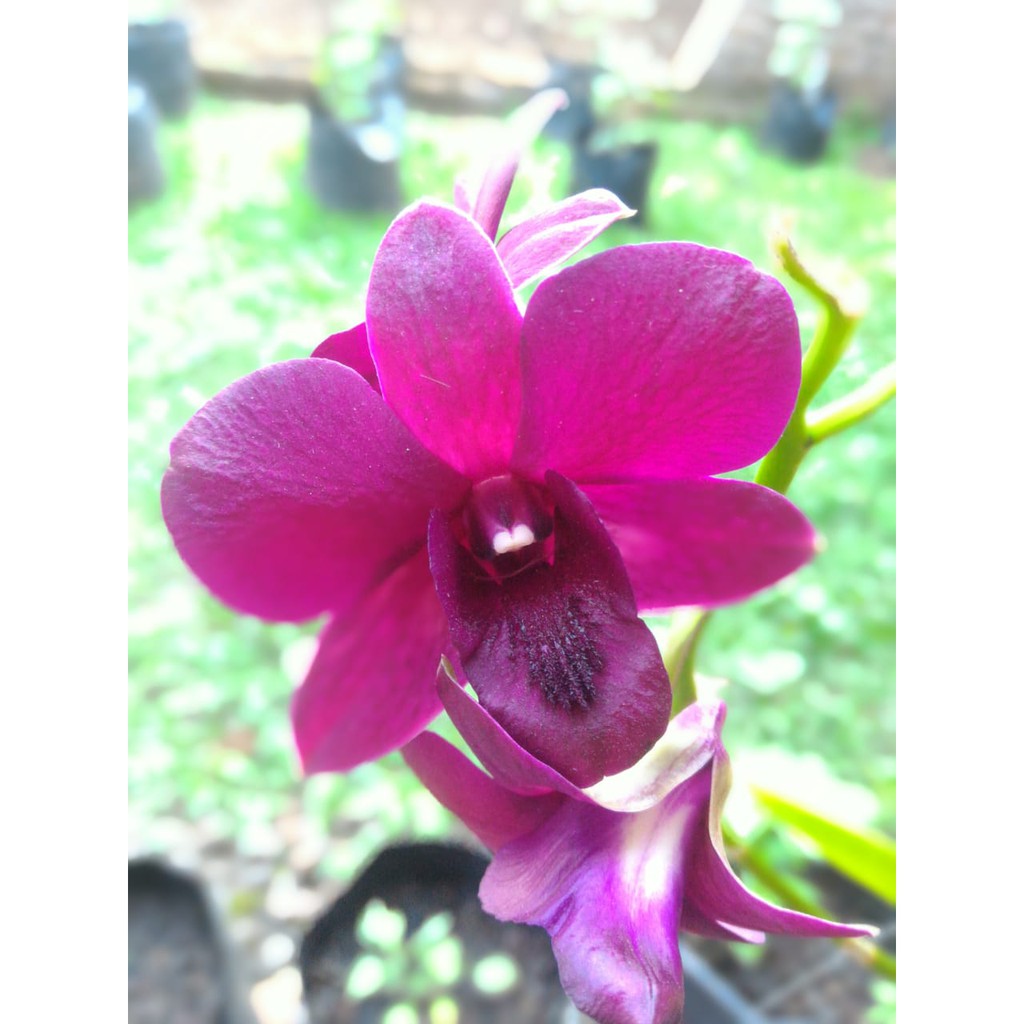 Jual Dendrobium Sakda Beauty knop | Shopee Indonesia