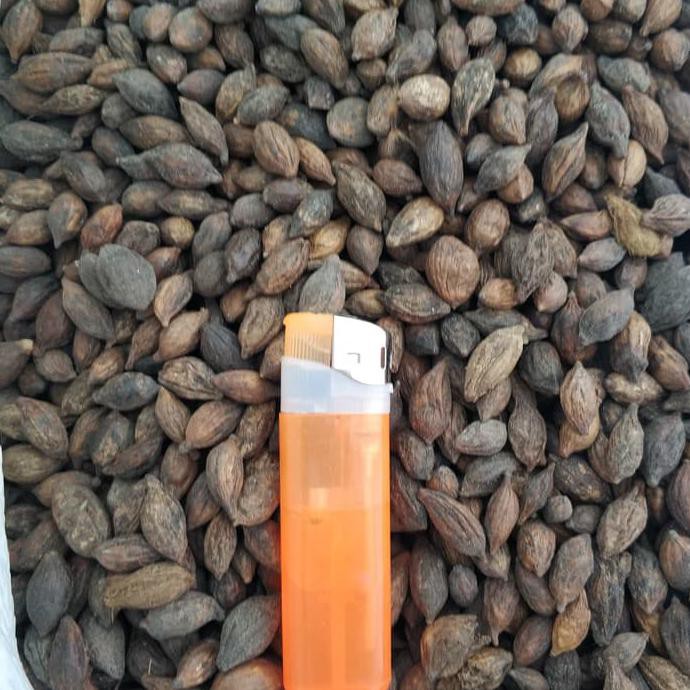 Jual 5 ONS BENIH BIJI POHON KETAPANG KENCANA SUPER | Shopee Indonesia Jual 5 ONS BENIH BIJI POHON KETAPANG KENCANA SUPER | Shopee Indonesia