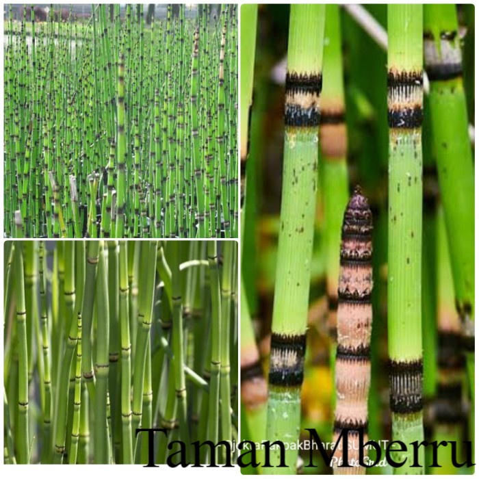 Jual Bambu Air Hutan Mini#Equisetum Hyemale L Bunga & Tanaman | Shopee ...