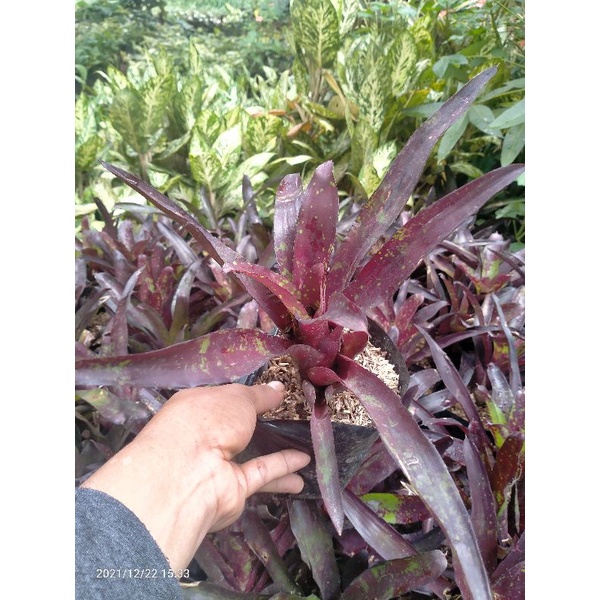 Jual Tanaman hias bromelia merah delima cantik, bromelia tri colour ...