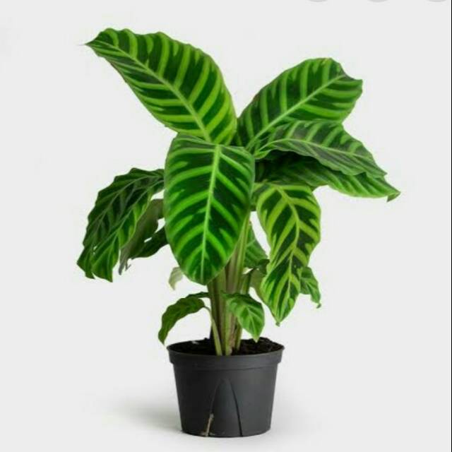 Jual Pohon Hias Calathea zebrina zebra, tanaman hias indoor | Shopee ...