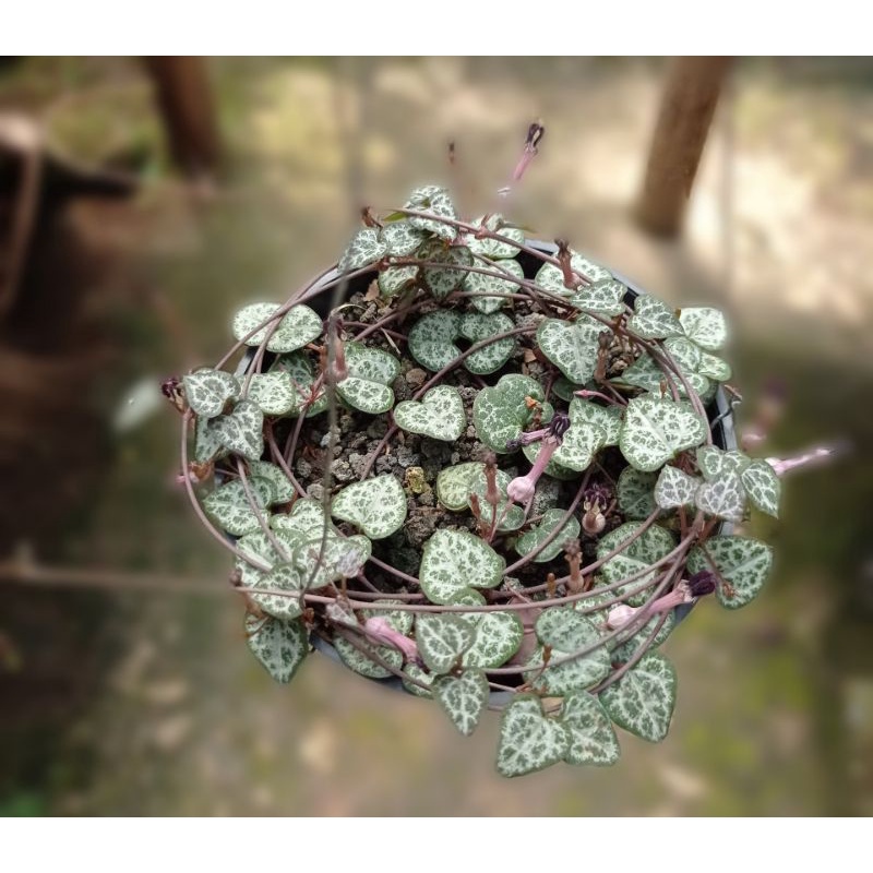 Jual Sukulen String Of Heart | Ceropegia woodsi | Tanaman Gantung | SOH ...