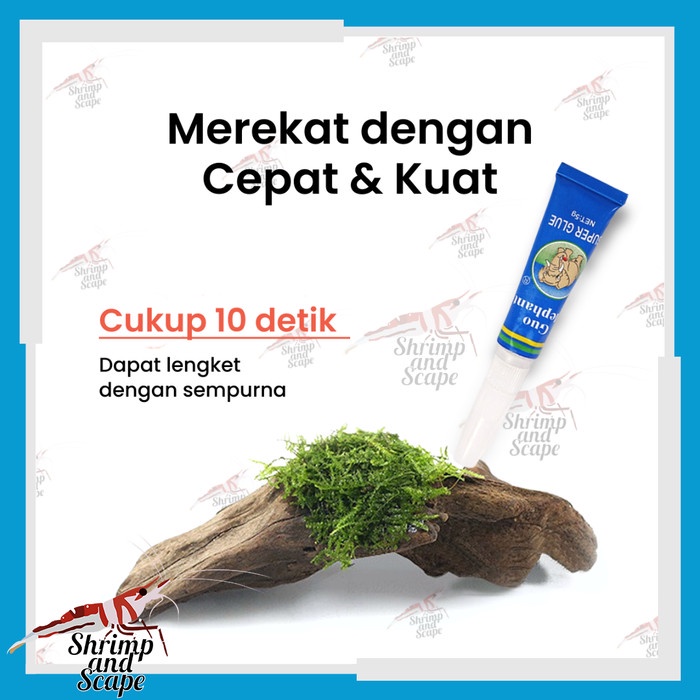 Jual Lem Tanaman Moss Anubias Buce Glue hardscape Aquascape Cyanoacrylate | Shopee Indonesia